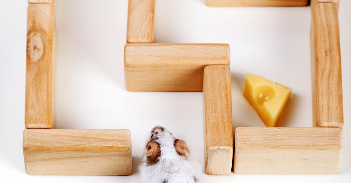 Where’s My Cheese? – My WineDb Journey